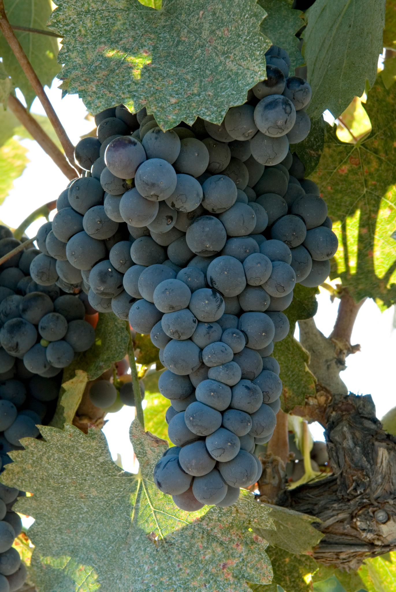 What is a Rhone Blend Wine? | Paso Wine Country Alliance