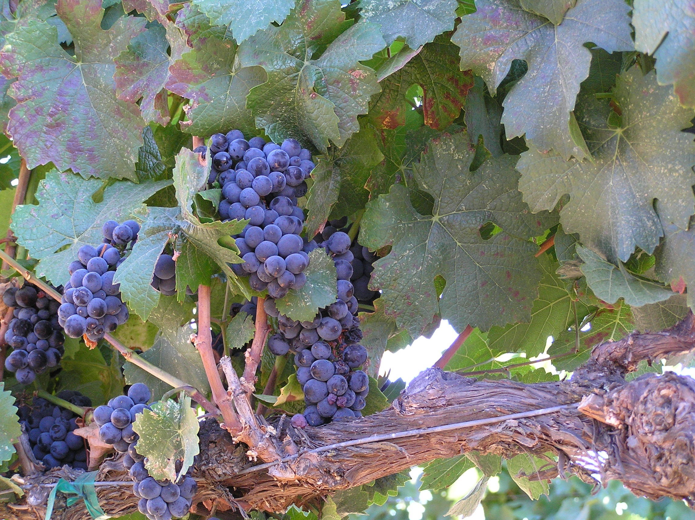 Pinot Noir in the Vineyard | Paso Robles Wine Country Alliance