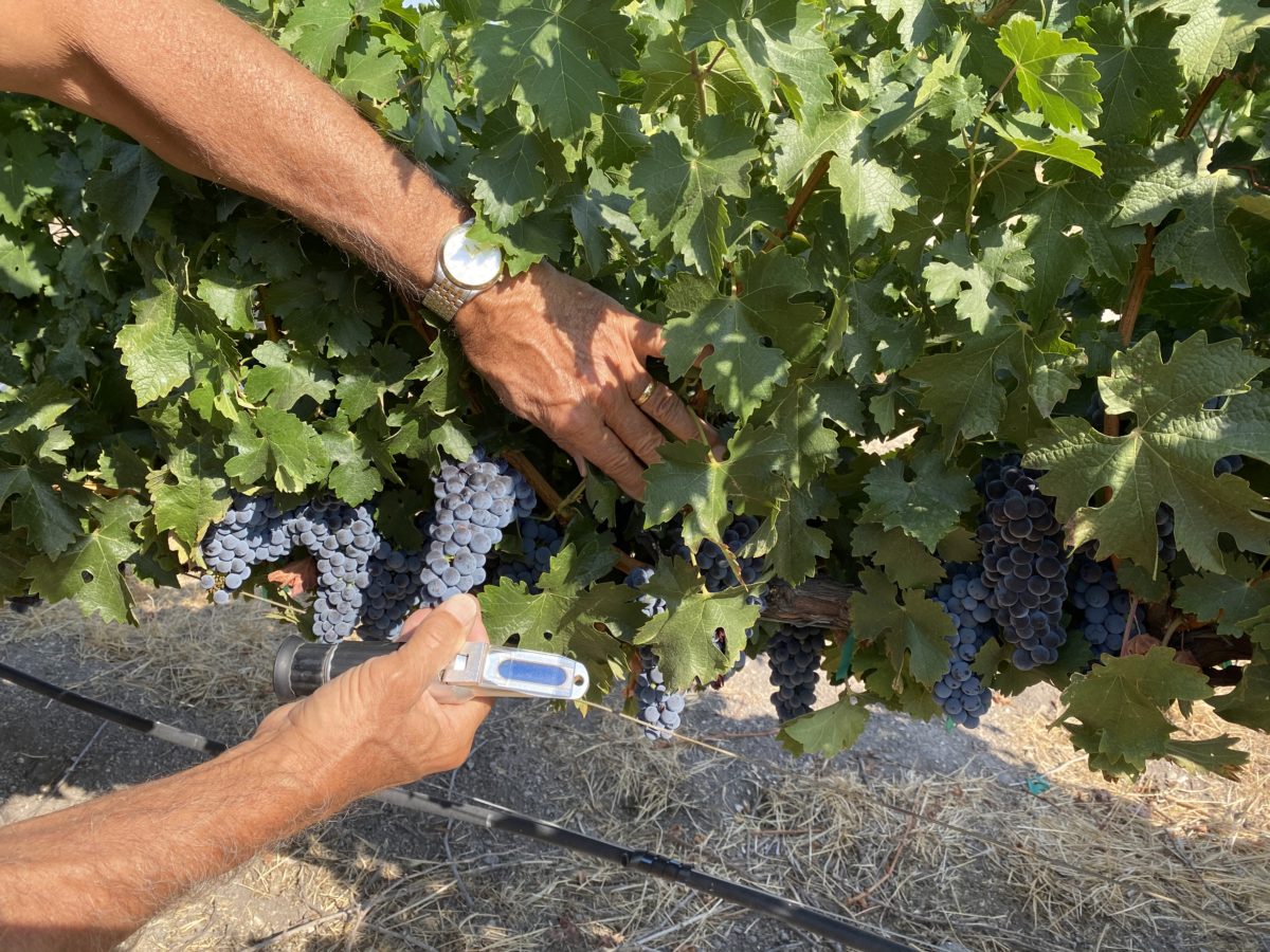 VH Grape Sampling - Paso Robles Wine Country Alliance