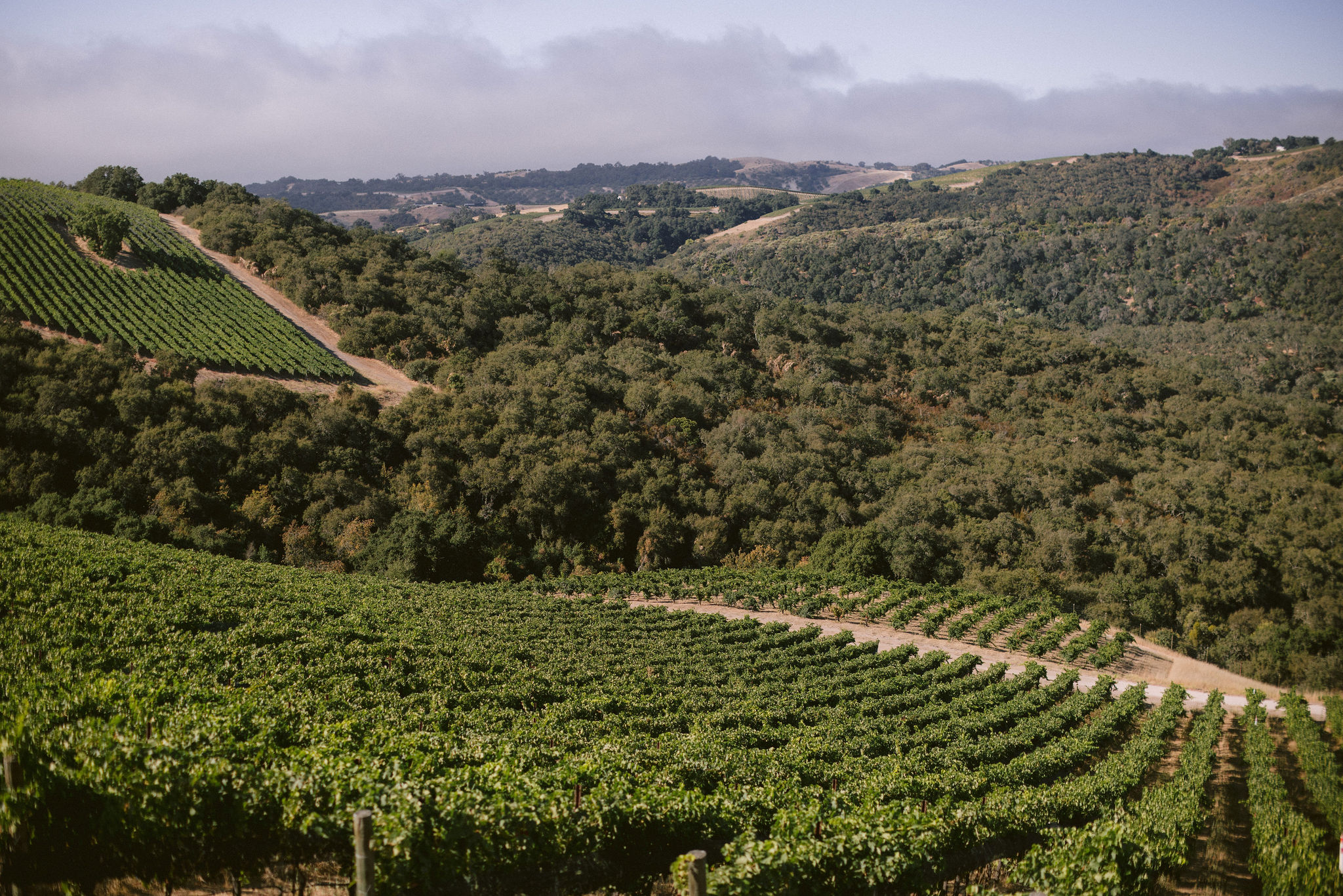 Paso Wine Tasting Tour: Fresno - Paso Robles Wine Country Alliance
