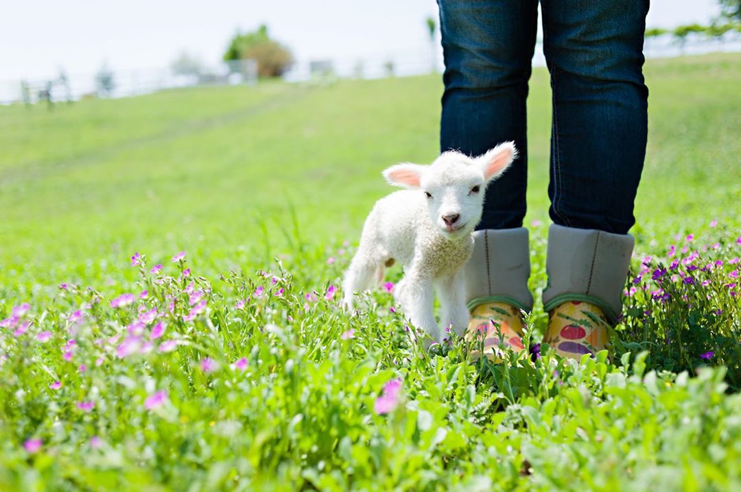 The Vineyard Animals of Paso Robles | Paso Robles Wine Country Alliance